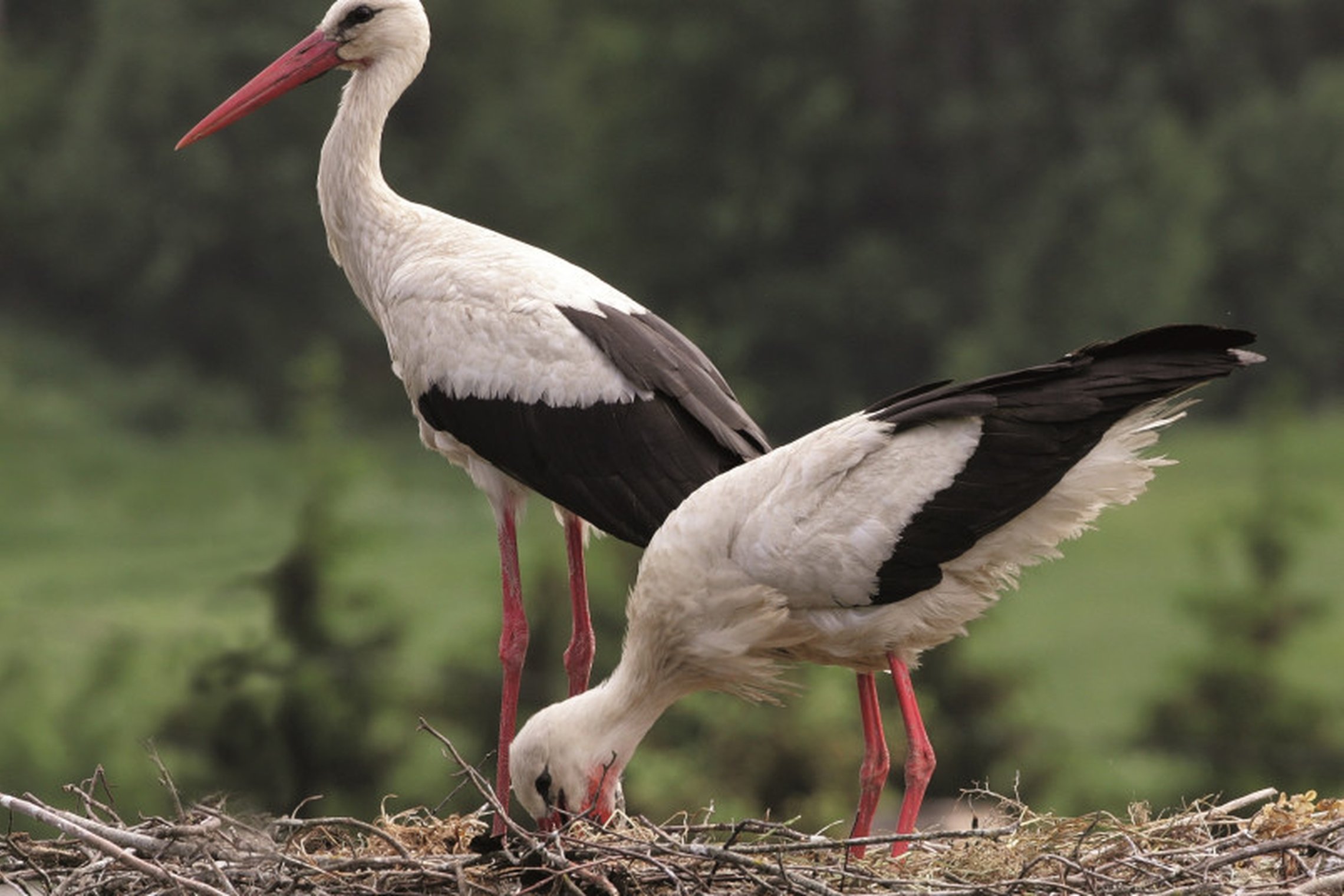 The number of storks is not decreasing in the Žuvintas biosphere ...