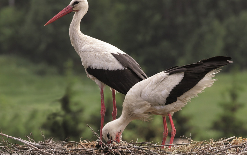 The number of storks is not decreasing in the Žuvintas biosphere ...